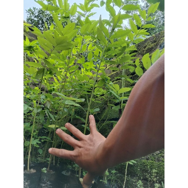 Jual Bibit Indigofera Pakan Ternak Terbaik, Beli min 5 batang gratis 2 ...