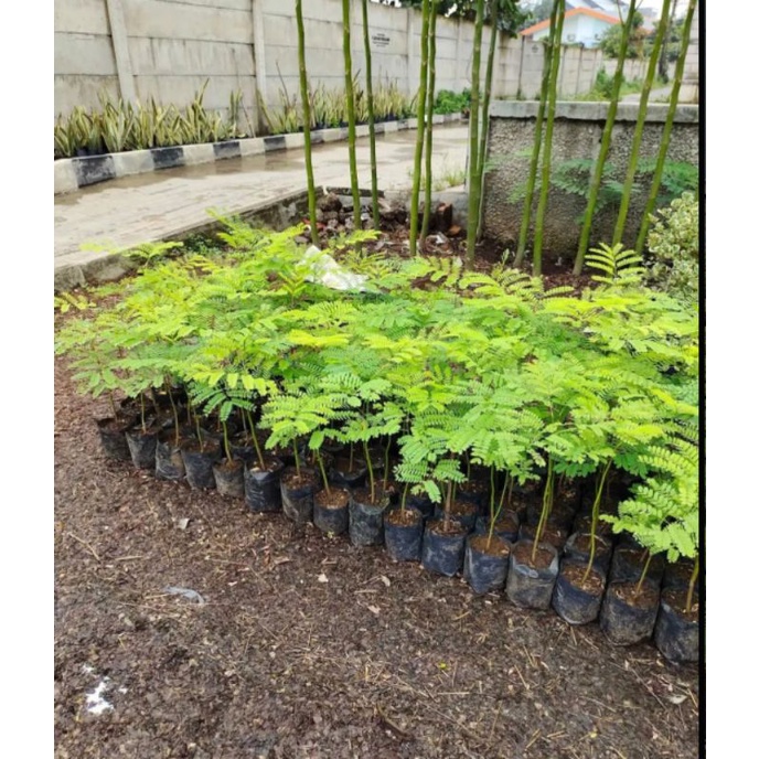 Jual Tanaman hias Bibit solobium (pakis brazil) | Shopee Indonesia