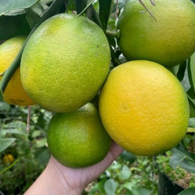 Jual Buah Lemon Kalifornia Segar | Shopee Indonesia