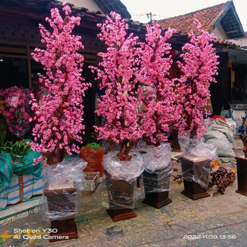 Jual TINGGI 210CM POHON BONSAI BUNGA SAKURA JUMBO 2METER / POHON BONSAI ...
