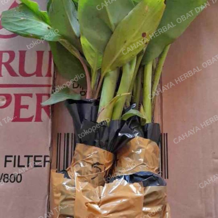 Jual Bibit pohon pisang tanduk,raja bulu,raja sereh,pisang udang merah ...