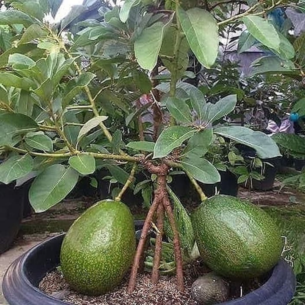 Jual Bibit Alpukat mentega spesial | Shopee Indonesia
