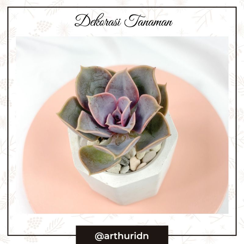 Jual SUKULEN MINI ECHEVERIA PVN | TANAMAN HIAS | DEKORASI TANAMAN BY ...