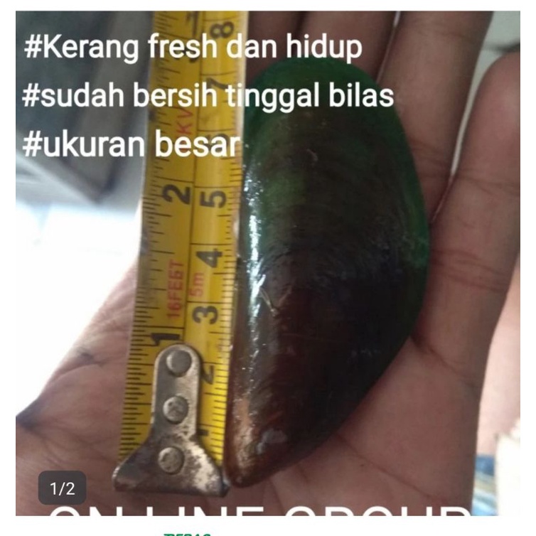 Jual Kerang hijau 1 kg ukuran SEDANG sampai BESAR | Shopee Indonesia