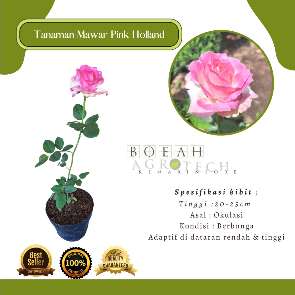 Jual Bibit Tanaman Bunga Mawar Ecer Warna Sudah Berbunga Bisa Pilih ...