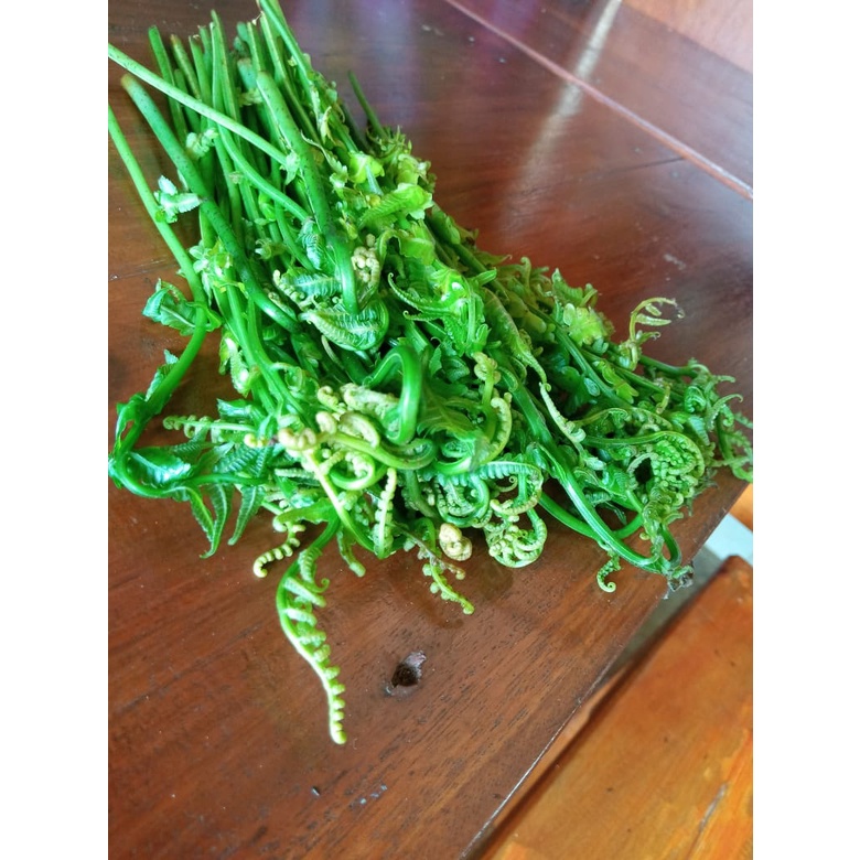 Jual Daun Pakis Segar500gr | Shopee Indonesia