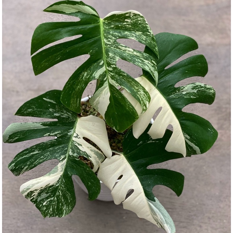 Jual monstera varigata marbel | Shopee Indonesia