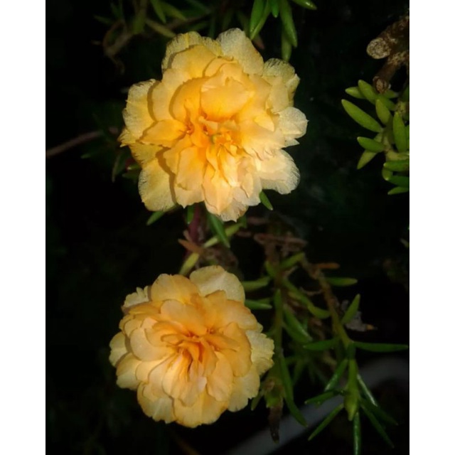 Jual Tanaman hias Krokot mawar kuning / rose moss yellow / Portulaca ...