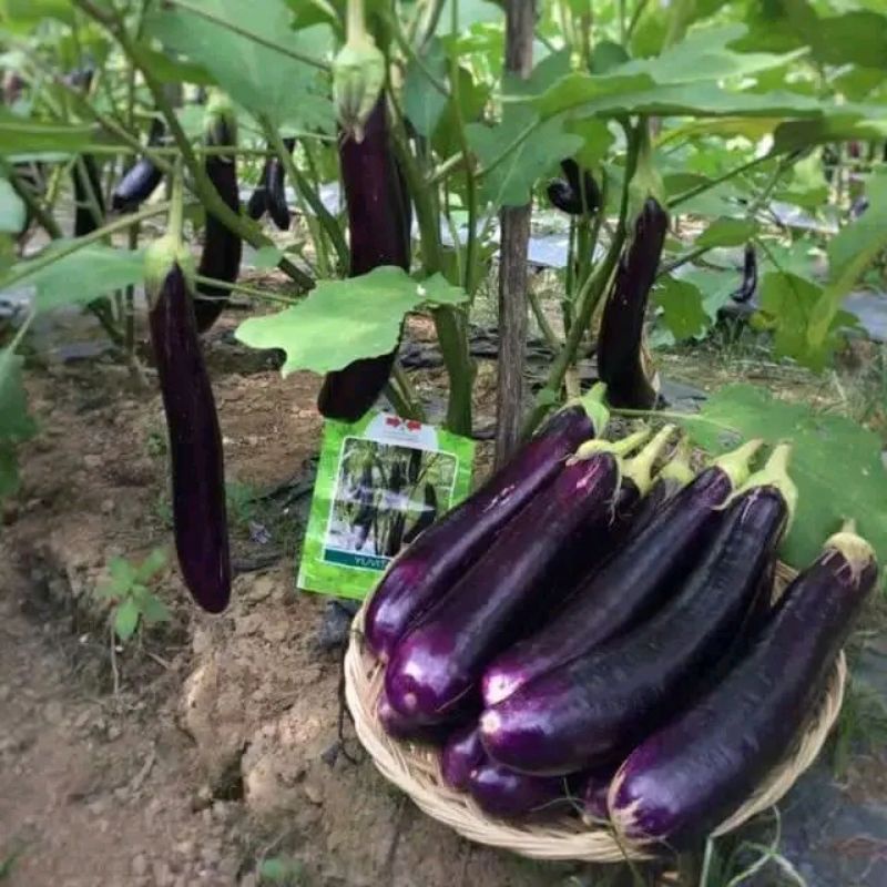 Jual Benih Bibit Terong Yuvita F1, Disukai Pasar, Tahan Simpan dan ...