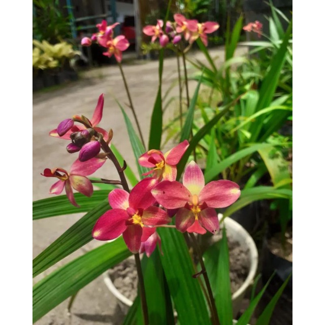 Jual Anggrek tanah (GROUND ORCHID) / Spathoglottis plicata / anggrek ...