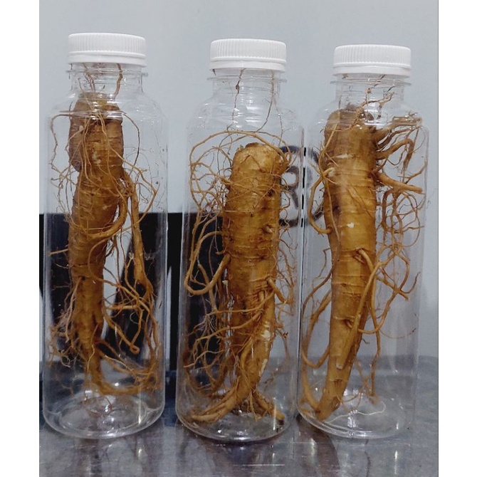 Jual 3 gingseng + 3 botol 250 ml ( paket hemat ) | Shopee Indonesia