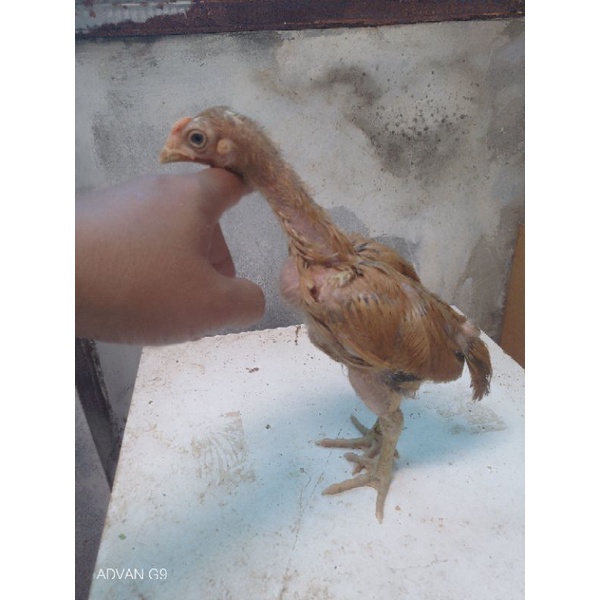 Jual Pure Shamo Ayam Trah Shamo Tulangan Besar Kwalitas Super Promo ...