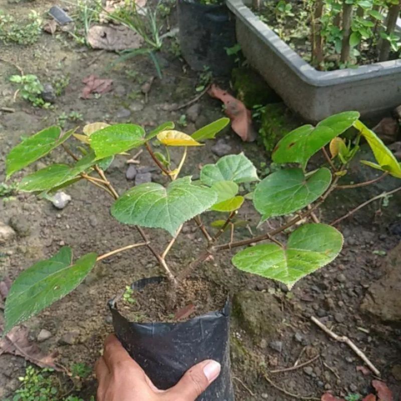Jual WARU TAIWAN ORI DAUN TEBAL BAHAN BONSAI | Shopee Indonesia