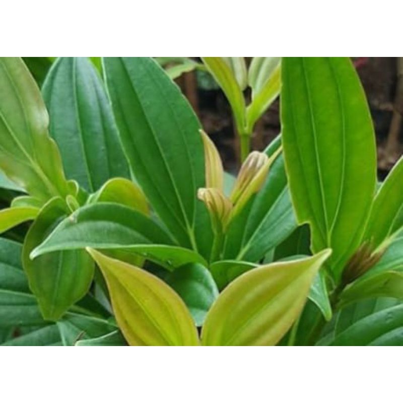 Jual Daun Parijoto segar perlembar | Shopee Indonesia