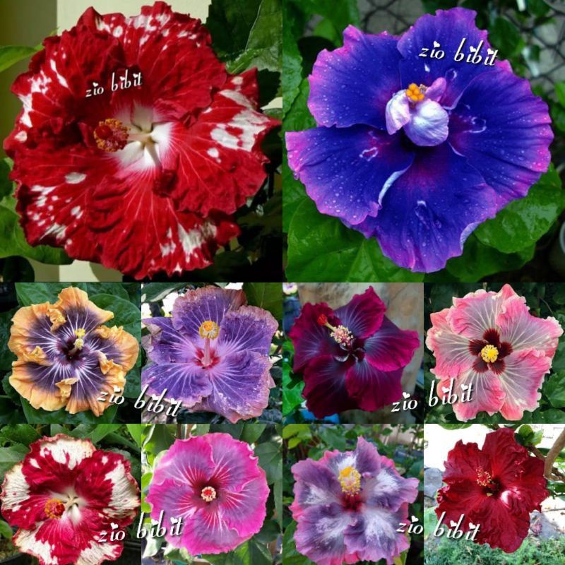 Jual Tanaman Bunga Hidup Bunga Sepatu Okulasi Warna Cantik Tanaman