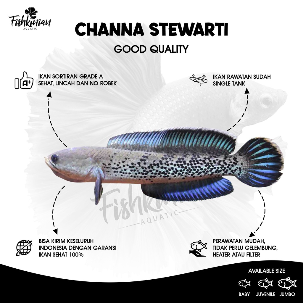 Jual Ikan Channa Stewarti GRADE A | Shopee Indonesia