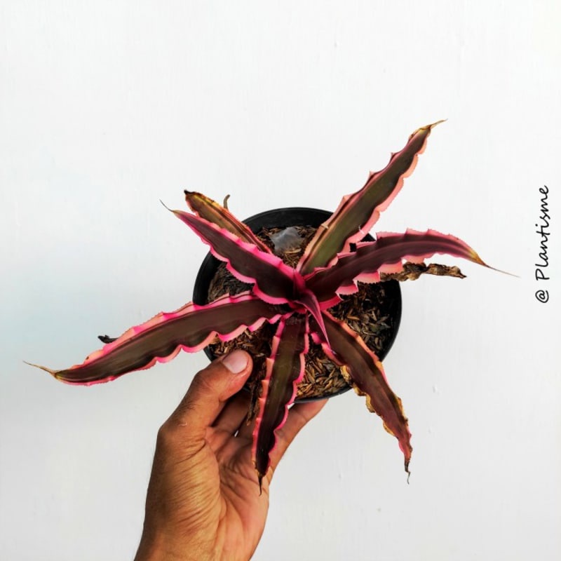 Jual Cryptanthus Pink Starlite Tanaman Terrarium Paludarium Plants - w ...