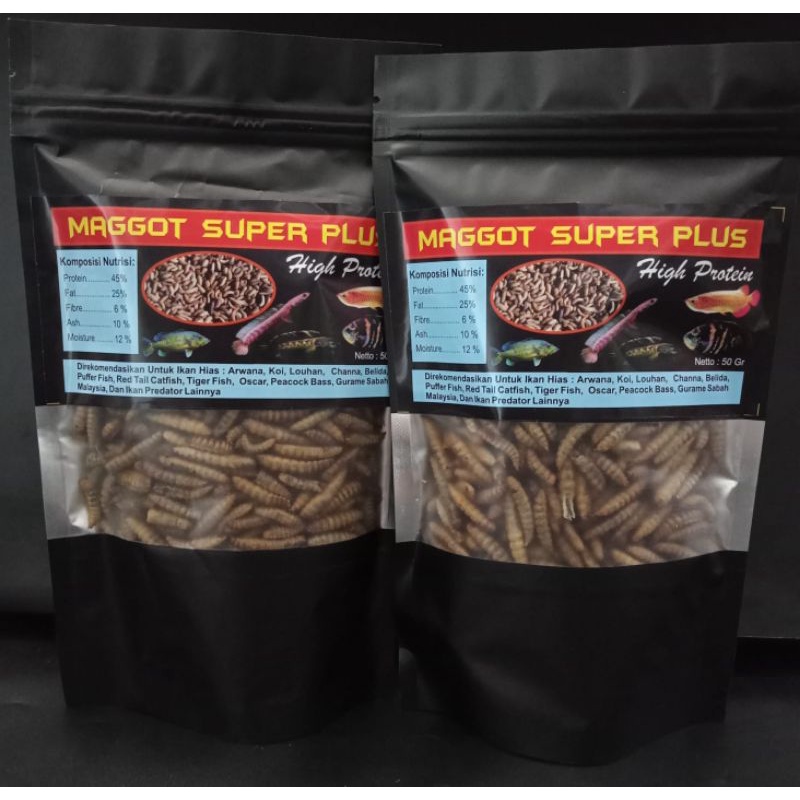 Jual Maggot Super Plus 50g BSF Ulat Hongkong Pakan Arwana Louhan Channa ...