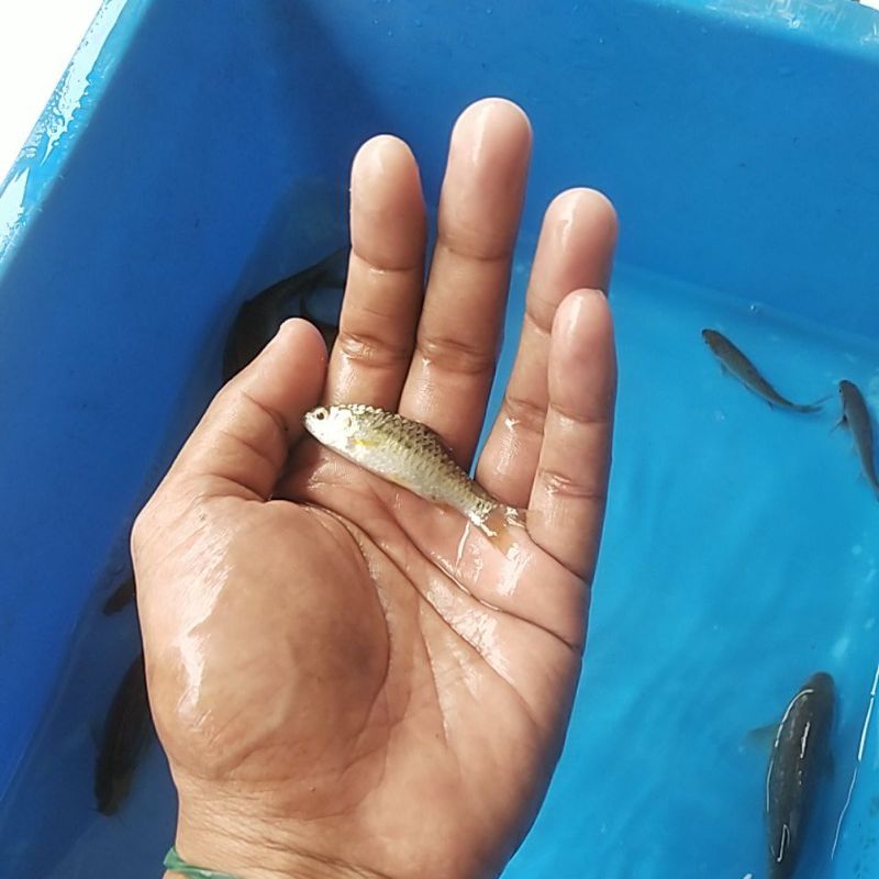 Jual bibit ikan wader / ikan benter size 1 jari | Shopee Indonesia