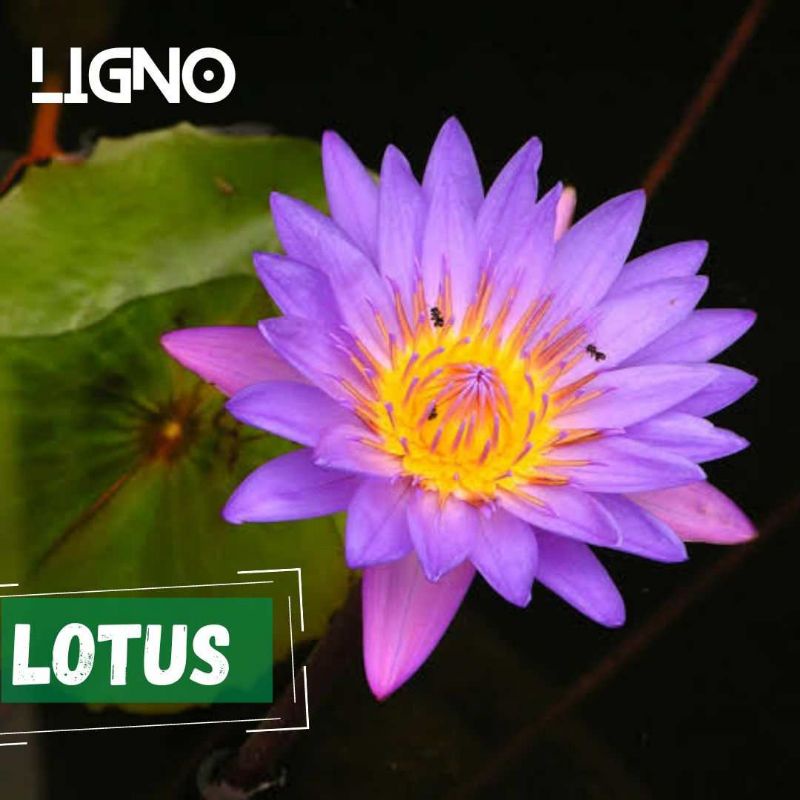 Jual LOTUS PURPLE - Benih Biji Bunga Teratai | Shopee Indonesia