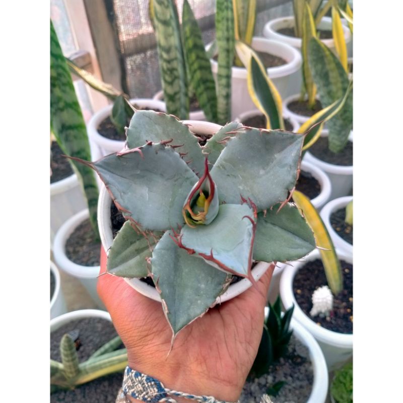 Jual Agave Titanota White Ice | Shopee Indonesia