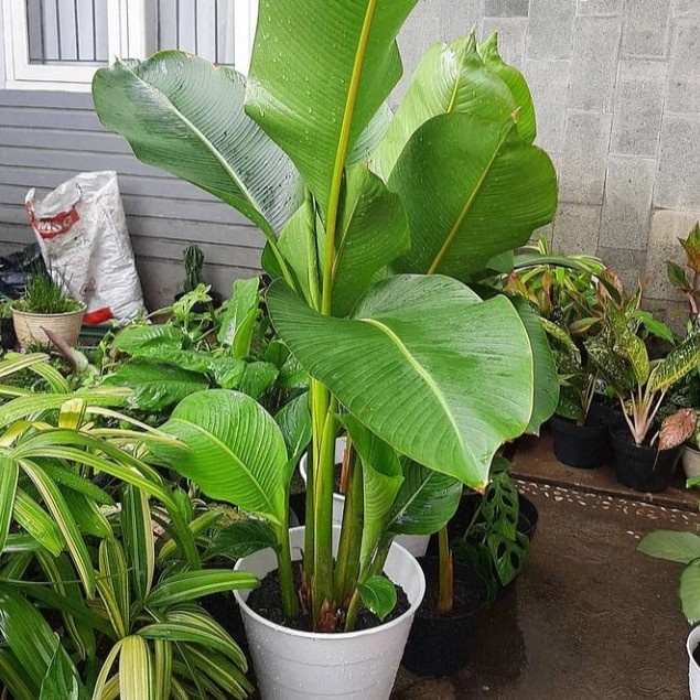 Jual Tanaman Hias Pisang Karibay/karibay/pohon pisang karibay EE11 ...