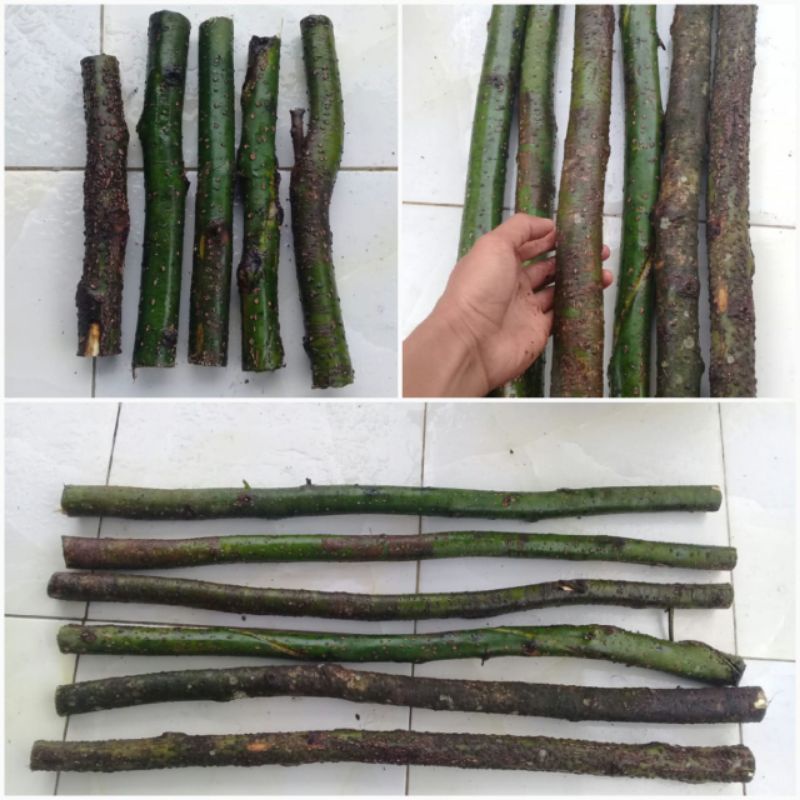 Jual 10 batang kayu lemo size 80 cm | Shopee Indonesia