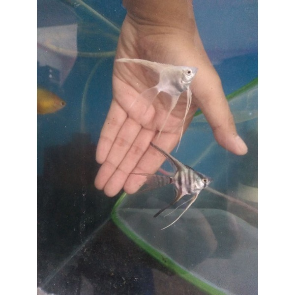 Jual Manfish Slayer Imut | Shopee Indonesia