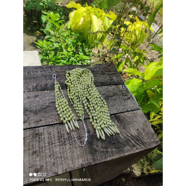 Jual MELATI IMITASI| MELATI PALSU | tibo dodo | sintingan | Tutup ...
