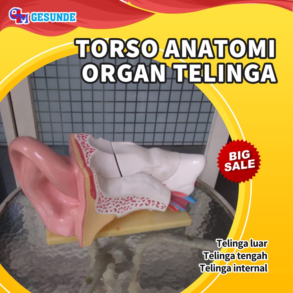 Jual Torso Anatomi Organ Telinga/Manekin Torso Organ Telinga/Peraga ...