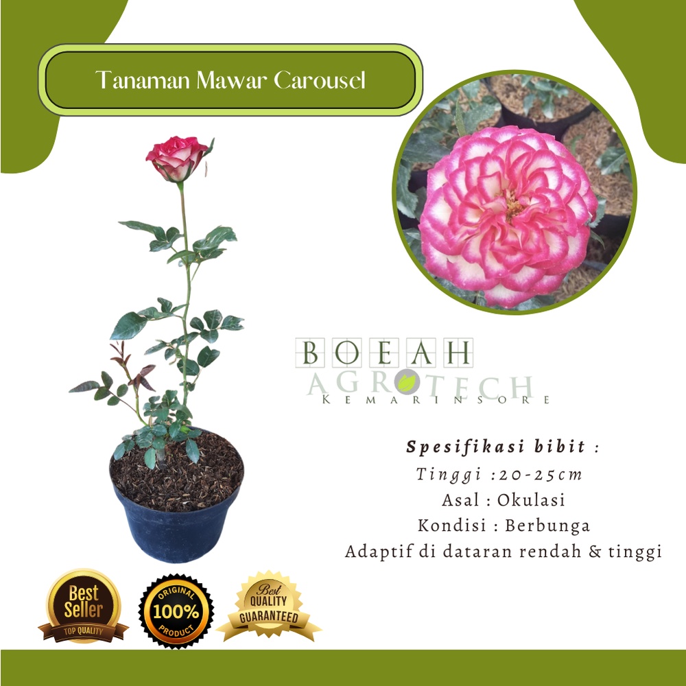 Jual Bibit Tanaman Bunga Mawar Ecer Warna Sudah Berbunga Bisa Pilih ...