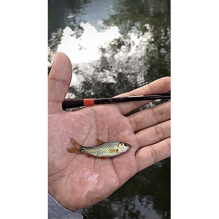 Jual Daiwa HINATA 4ft 120cm Joran Tegek Import Micro Fishing - Tanago ...