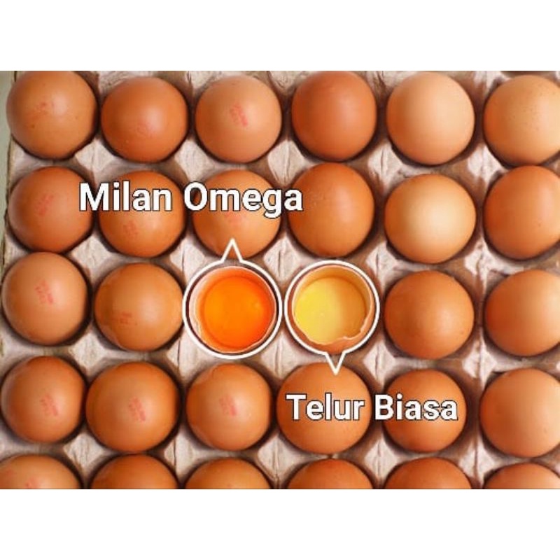 Jual Promo Telur Ayam Omega 3 Asli Fresh Grade A Premium Quality (30 ...