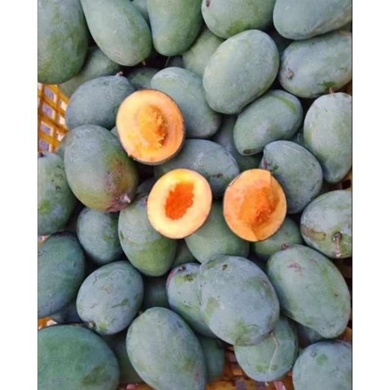 Jual mangga manalagi/ mangga madu | Shopee Indonesia