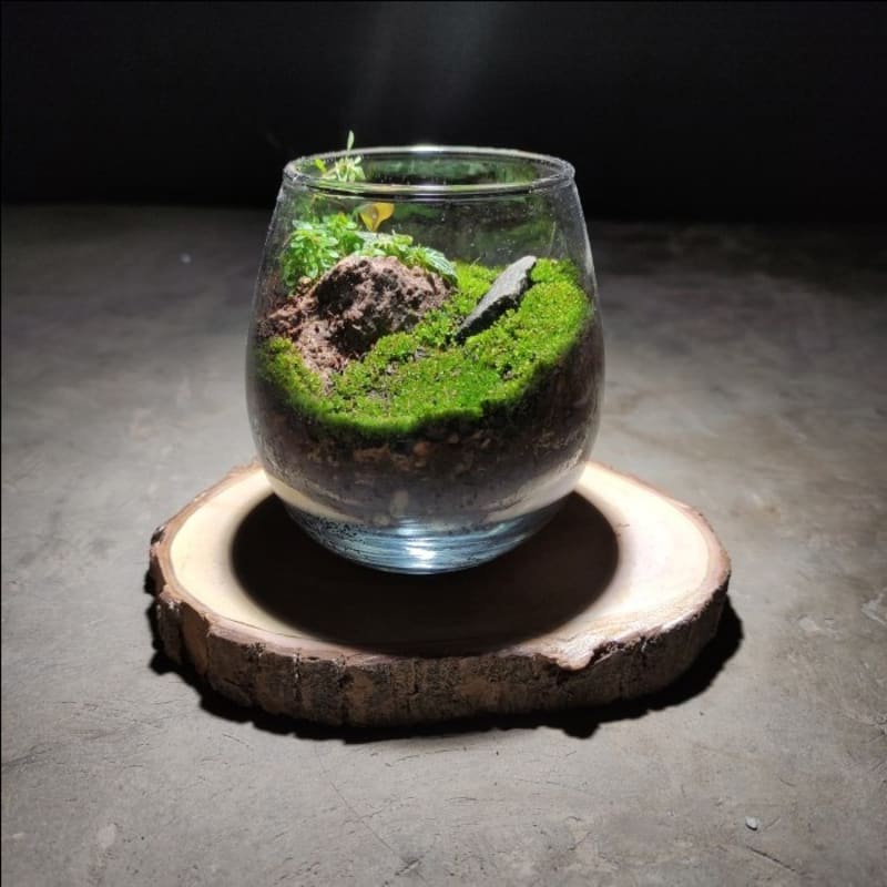 Jual Plant Gift Set Bowl | Woodland Terrarium | Hadiah Kado Tanaman ...