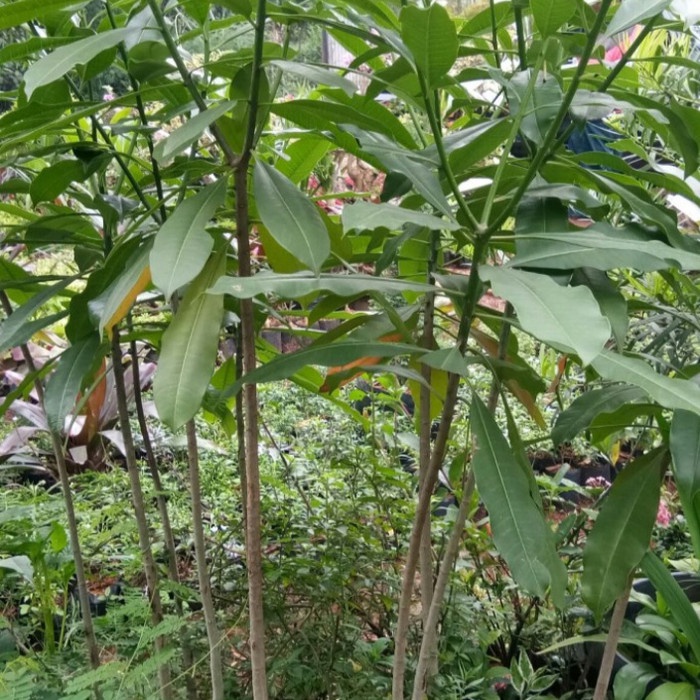 Jual pohon bintaro 1 meter dan menjual ukuran 1/5m | Shopee Indonesia