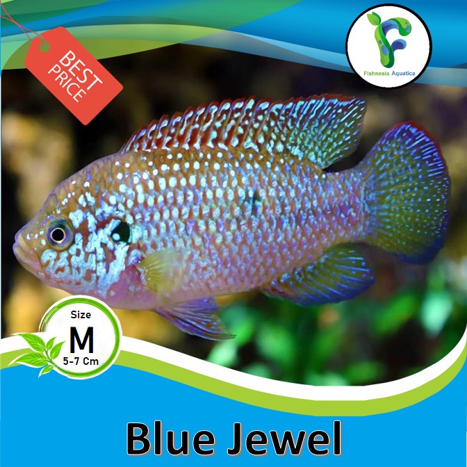 Jual Ikan Hias Aquascape Blue Jewel Cichlid/Blue Forest Jewel Cichlid ...