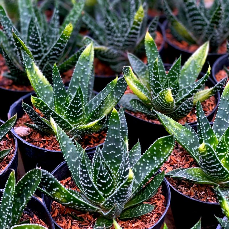 Jual Aloe Gasteraloe Flow | Shopee Indonesia