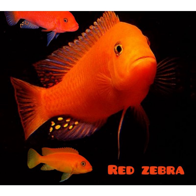 Jual Cichlid Red Zebra | Shopee Indonesia