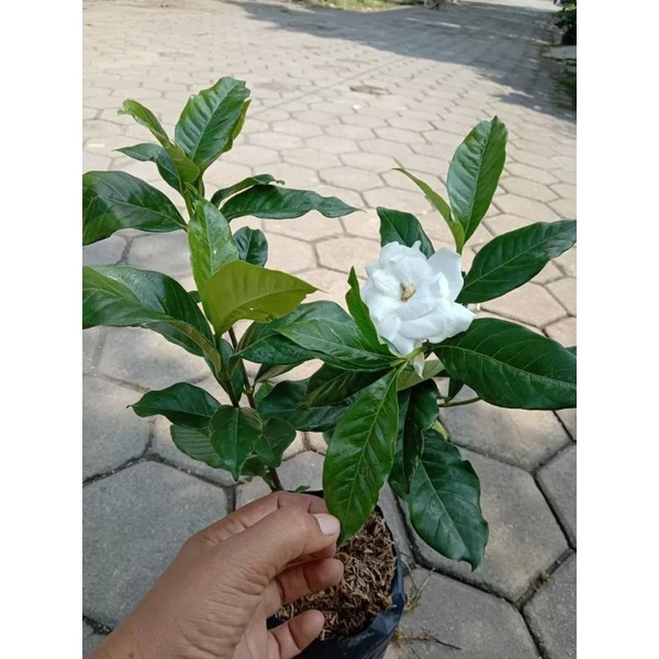 Jual bunga wangi semerbak ceplok piring gardenia | Shopee Indonesia