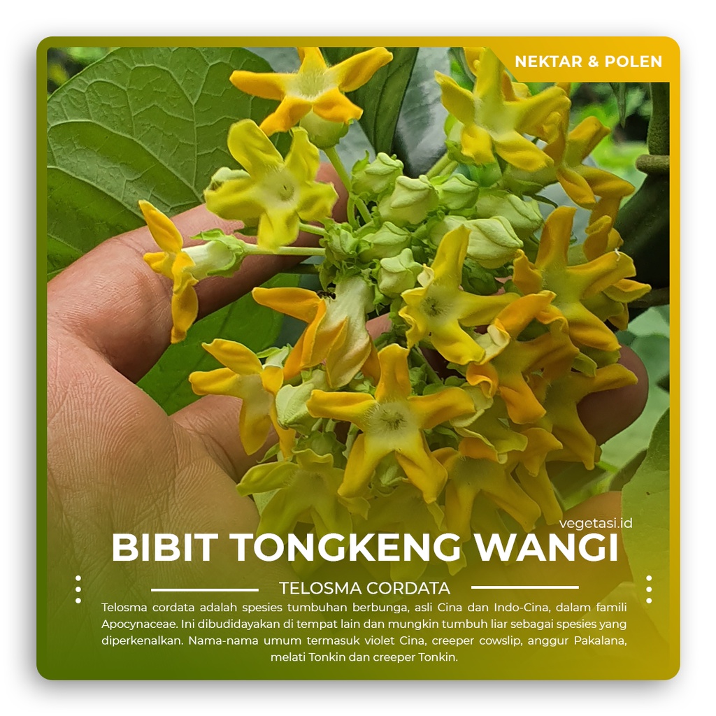 Jual Bibit Bunga Tongkeng Wangi / Tongkeng Melati / Telosma Cordata ...