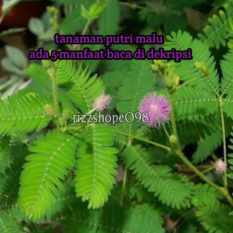 Jual daun akar putri malu 100 gram | Shopee Indonesia