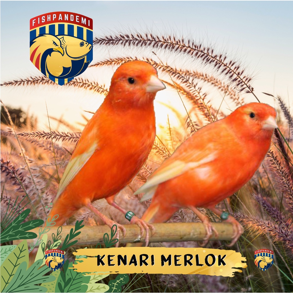 Jual Kenari Merlok Paud Jantan dan Betina | Shopee Indonesia