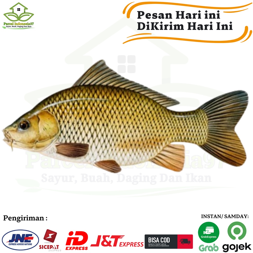 Jual Ikan mas segar 1 atau 3 Per 1kg | Shopee Indonesia
