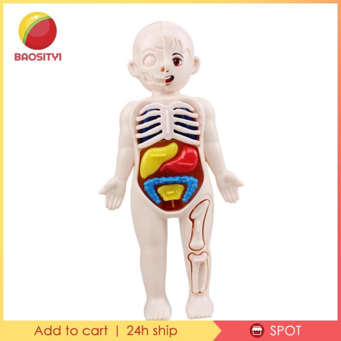 Jual Cayapata Model Anatomi Tubuh Manusia 3D Dengan Organ Torso Untuk ...