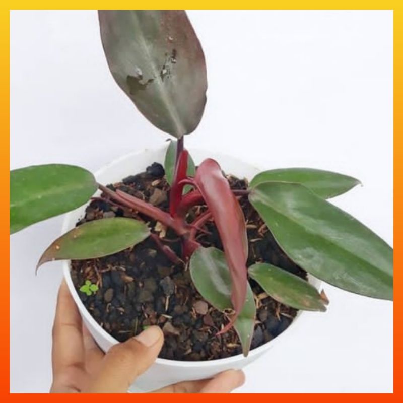 Jual Tanaman Hias Philodendrond Congo Rojo Bunga Hidup Pilodendron ...