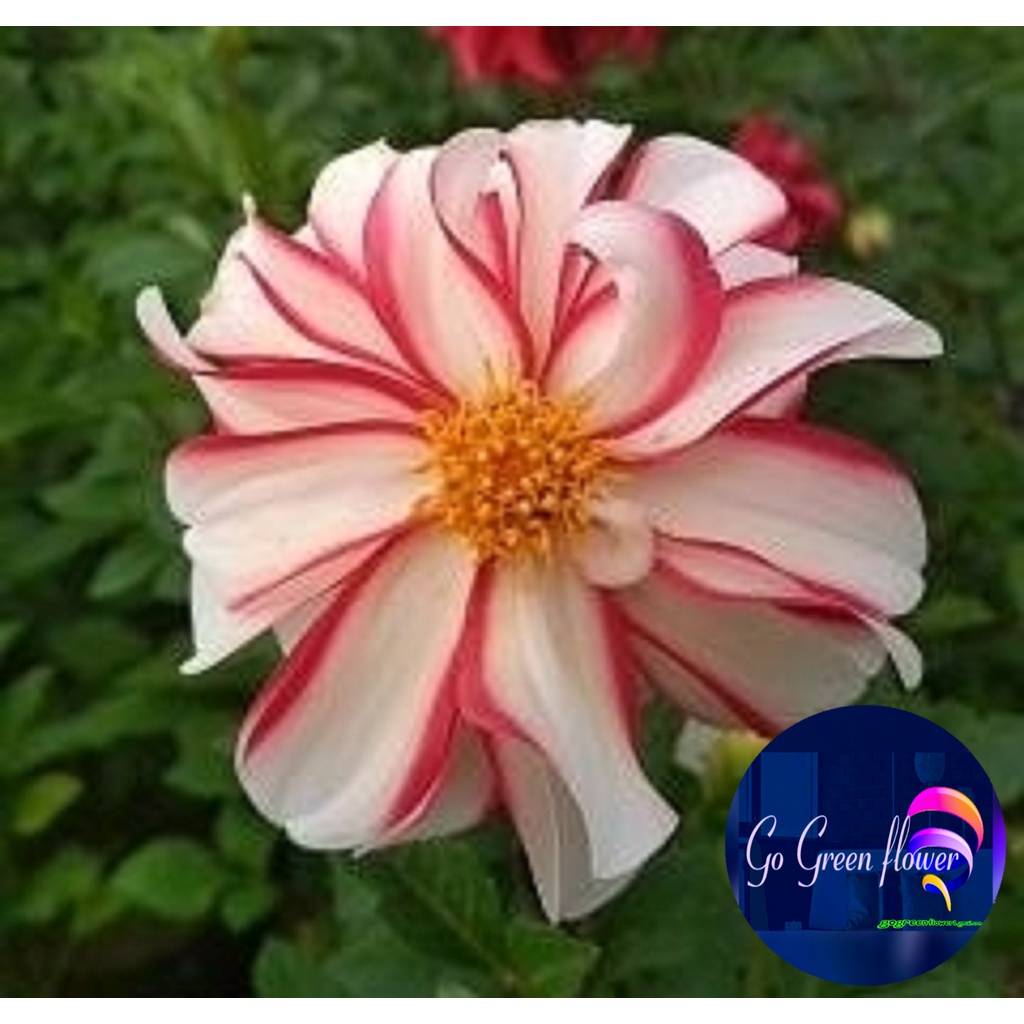 Jual BUNGA DAHLIA BUNGA JADUL BIBIT TANAMAN HIAS BERBUNGA tanaman ...