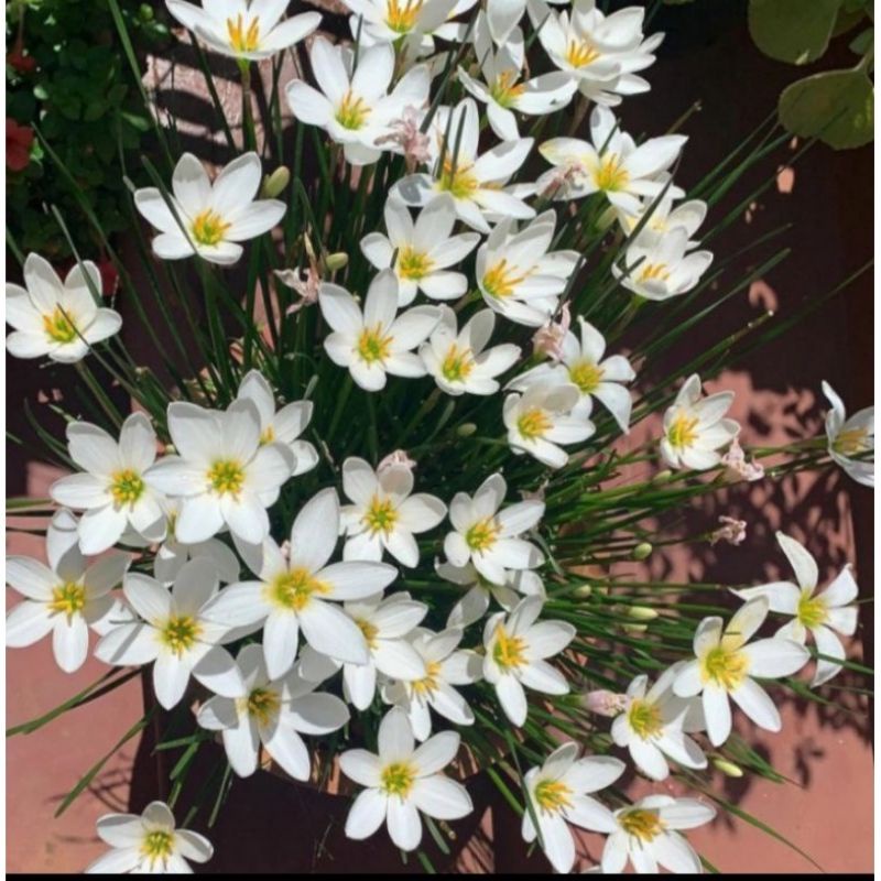 Jual Tanaman Hias Lili bunga putih pohon lili tulip | Shopee Indonesia