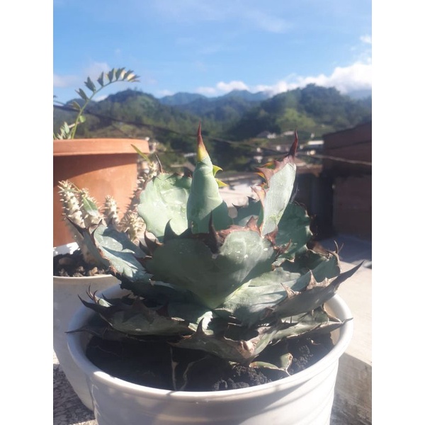 Jual agave titanota blue ball | Shopee Indonesia