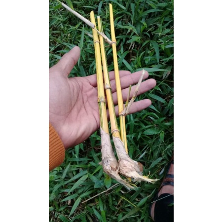 Jual Bibit stek batang bambu kuning | Shopee Indonesia